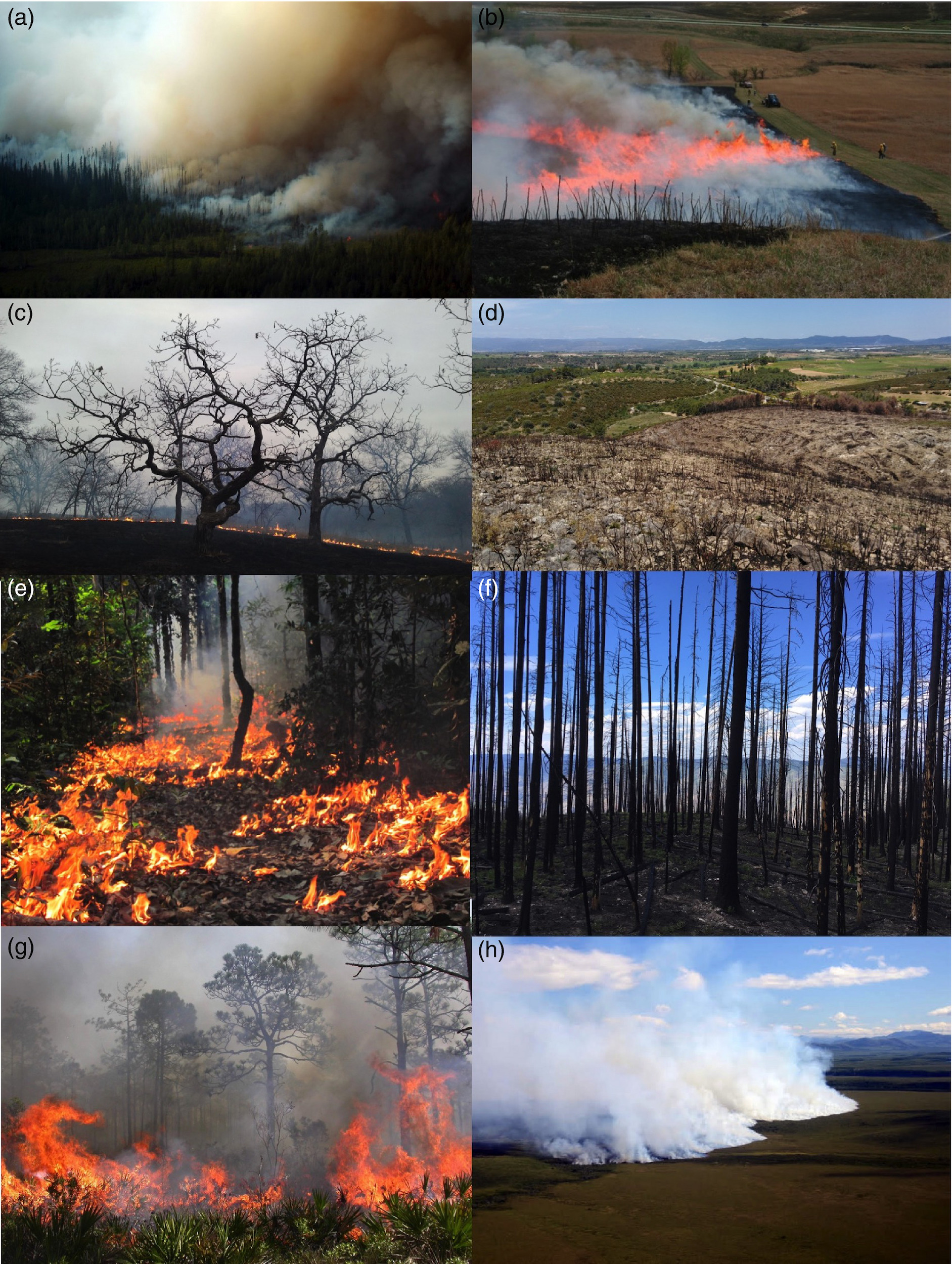 New paper in Journal of Ecology – Research advances & frontiers in fire ...