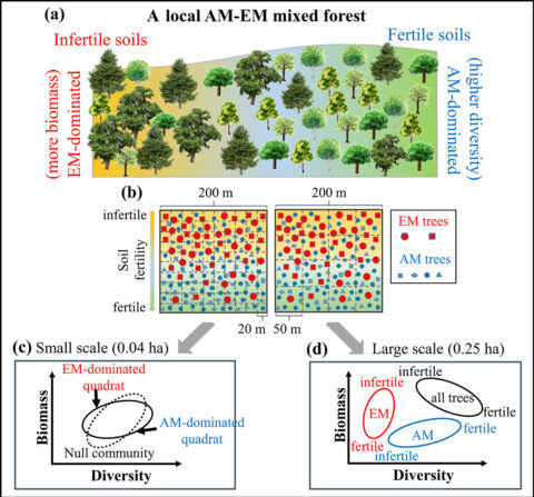 New paper in Ecol. Monographs – Scale-dependent diversity–biomass ...